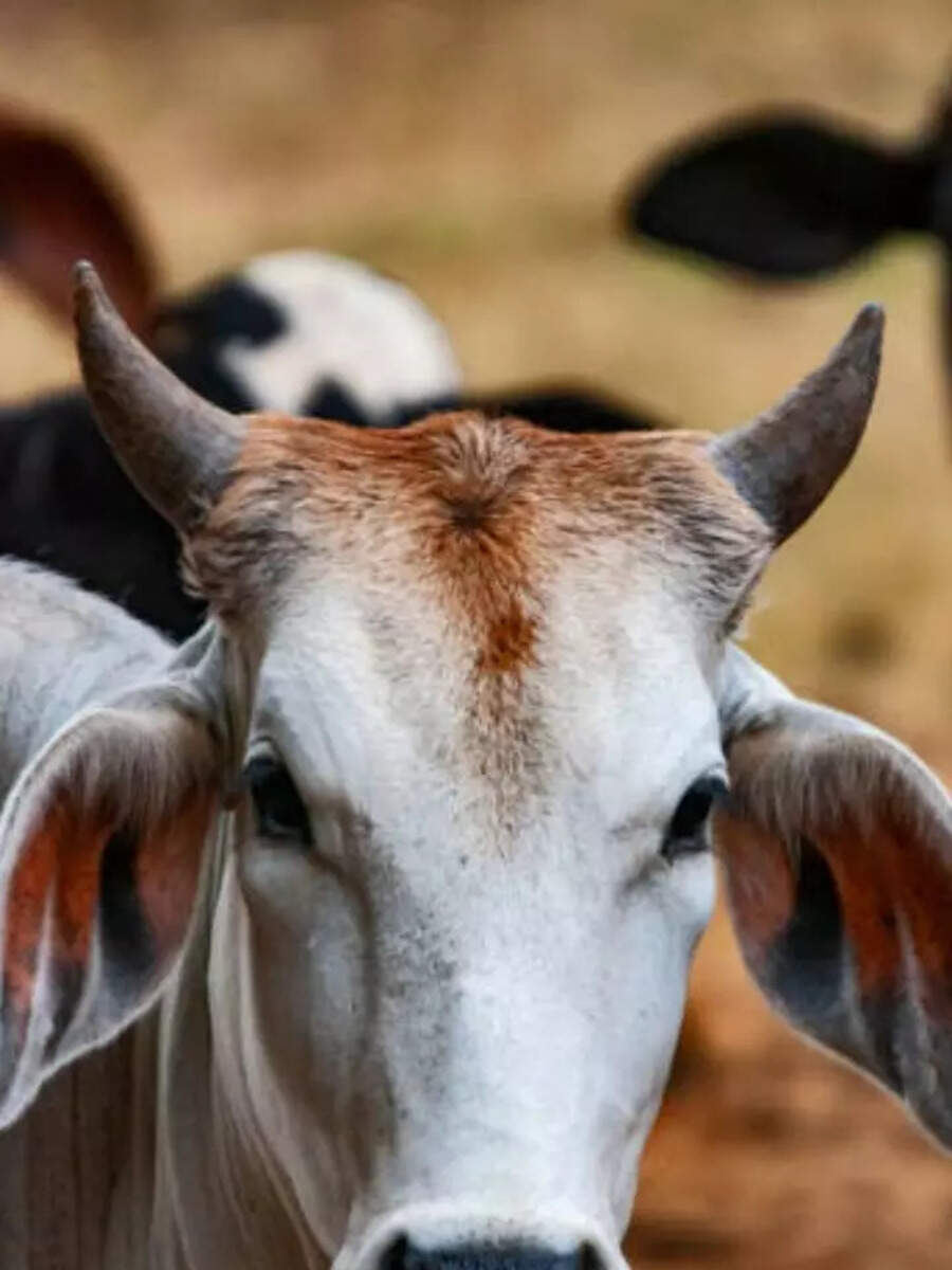 Do You Know Why is Cow Called Gau Mata Here is the Facts | Times Now ...