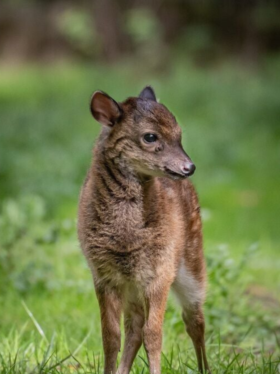 Hercules, One of the World’s Rarest Animals, in Pictures | Times Now