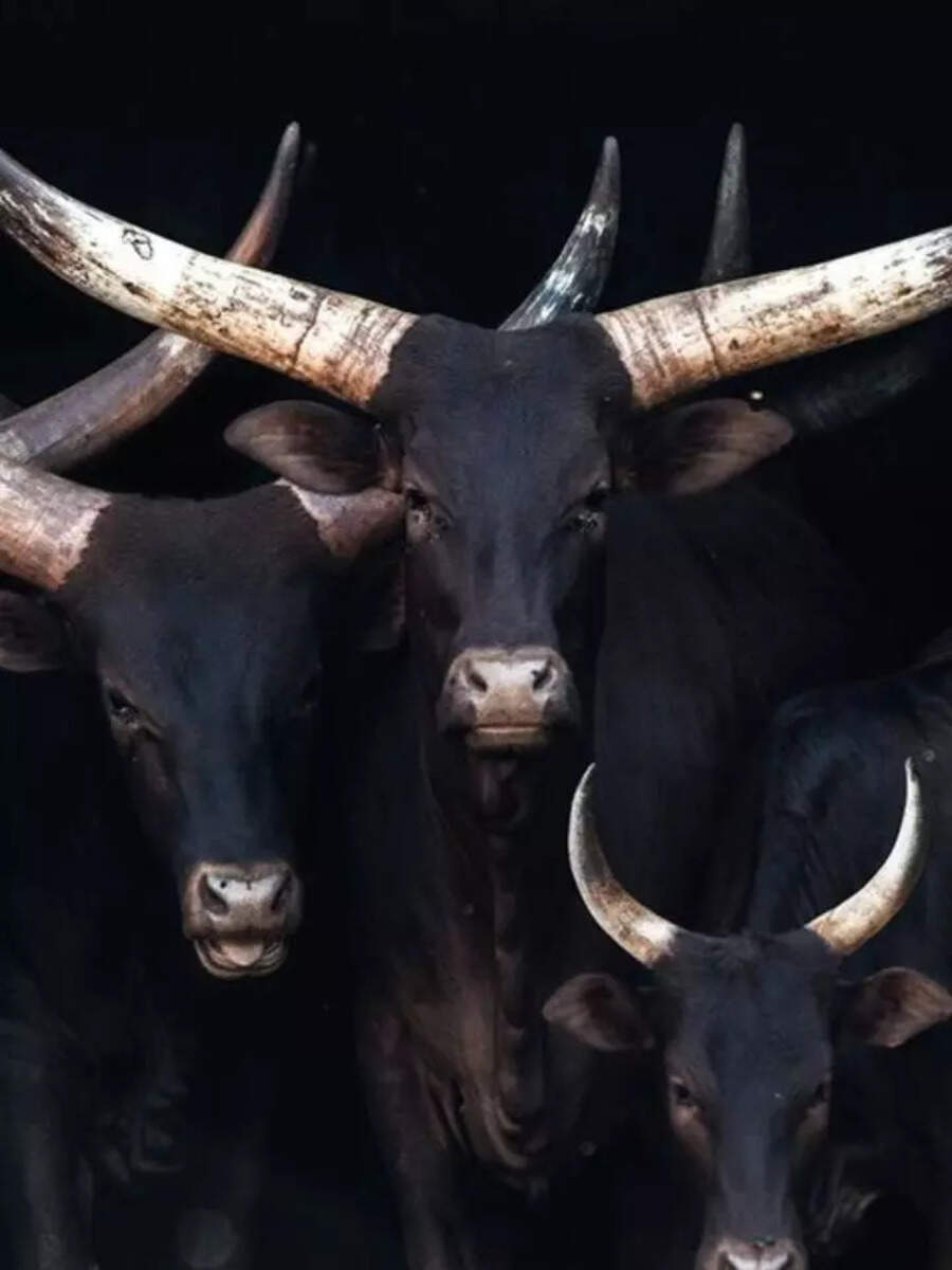 5 Rarest Cattle Breeds In The World | Times Now