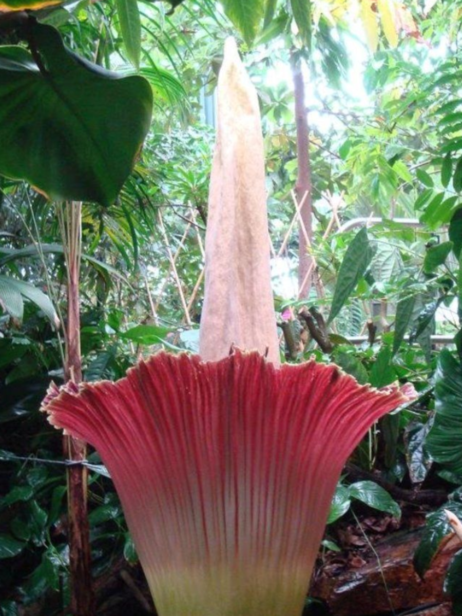 5 Rarest Plants In The World | Times Now