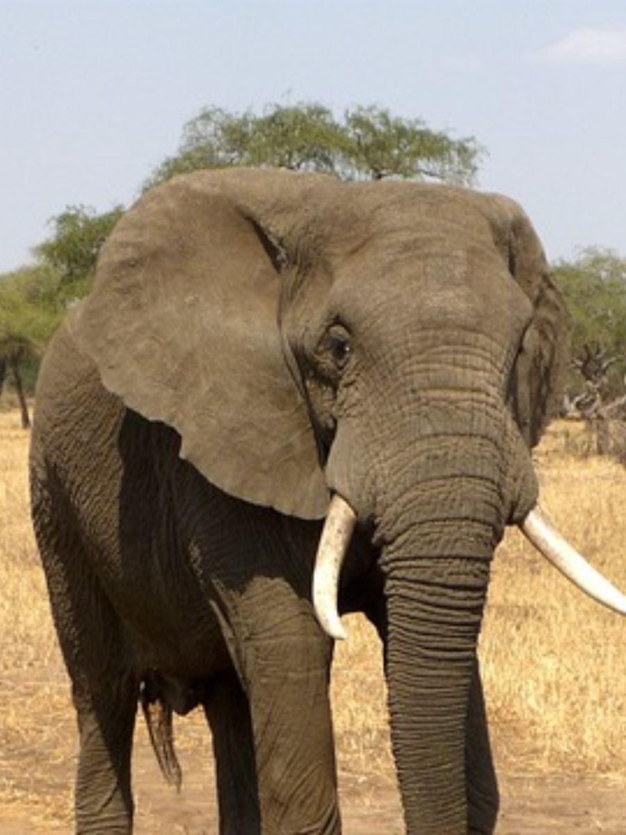 Top 5 Most Intelligent Animals in the World | Times Now