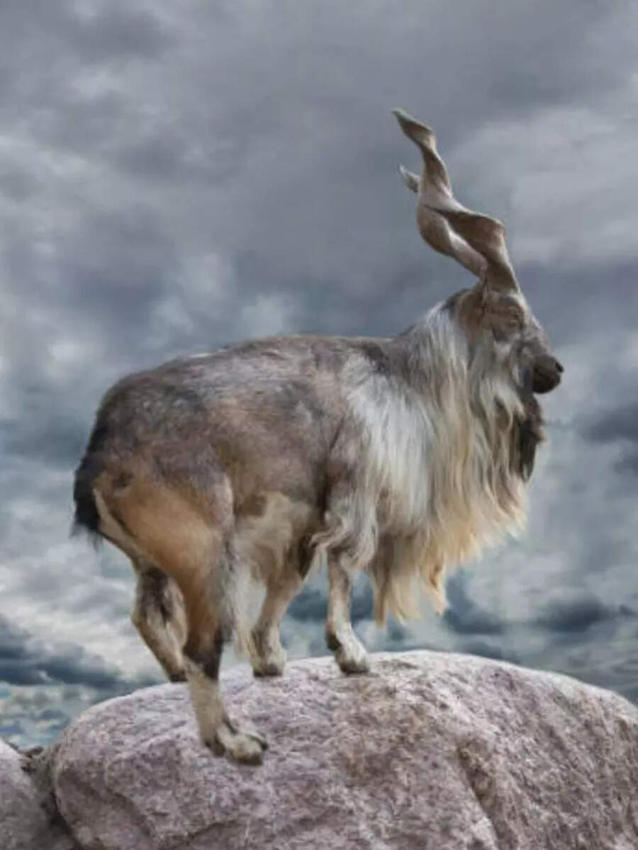 What Is The National Animal Of Pakistan Know The Meaning And Specialty ...