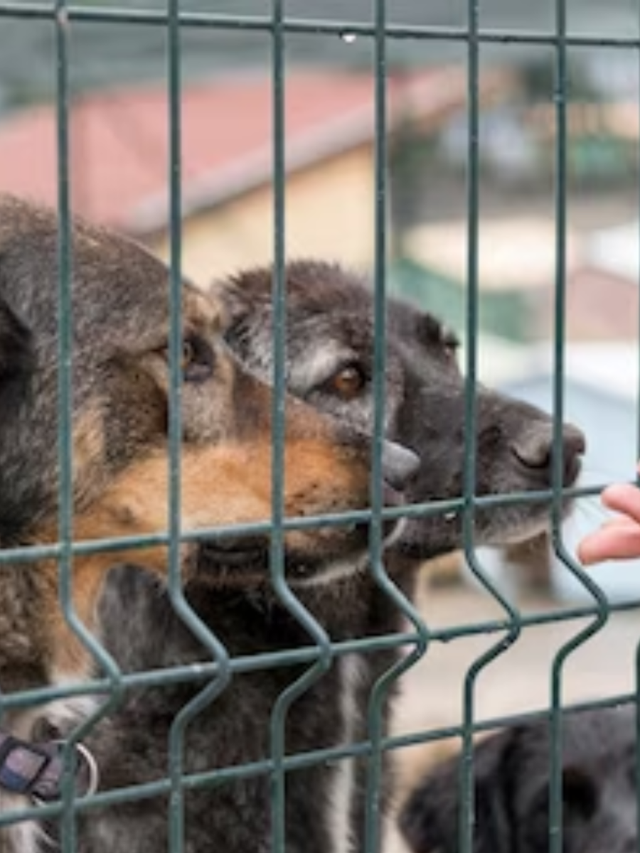 8 Famous Animal Trials In History | Times Now