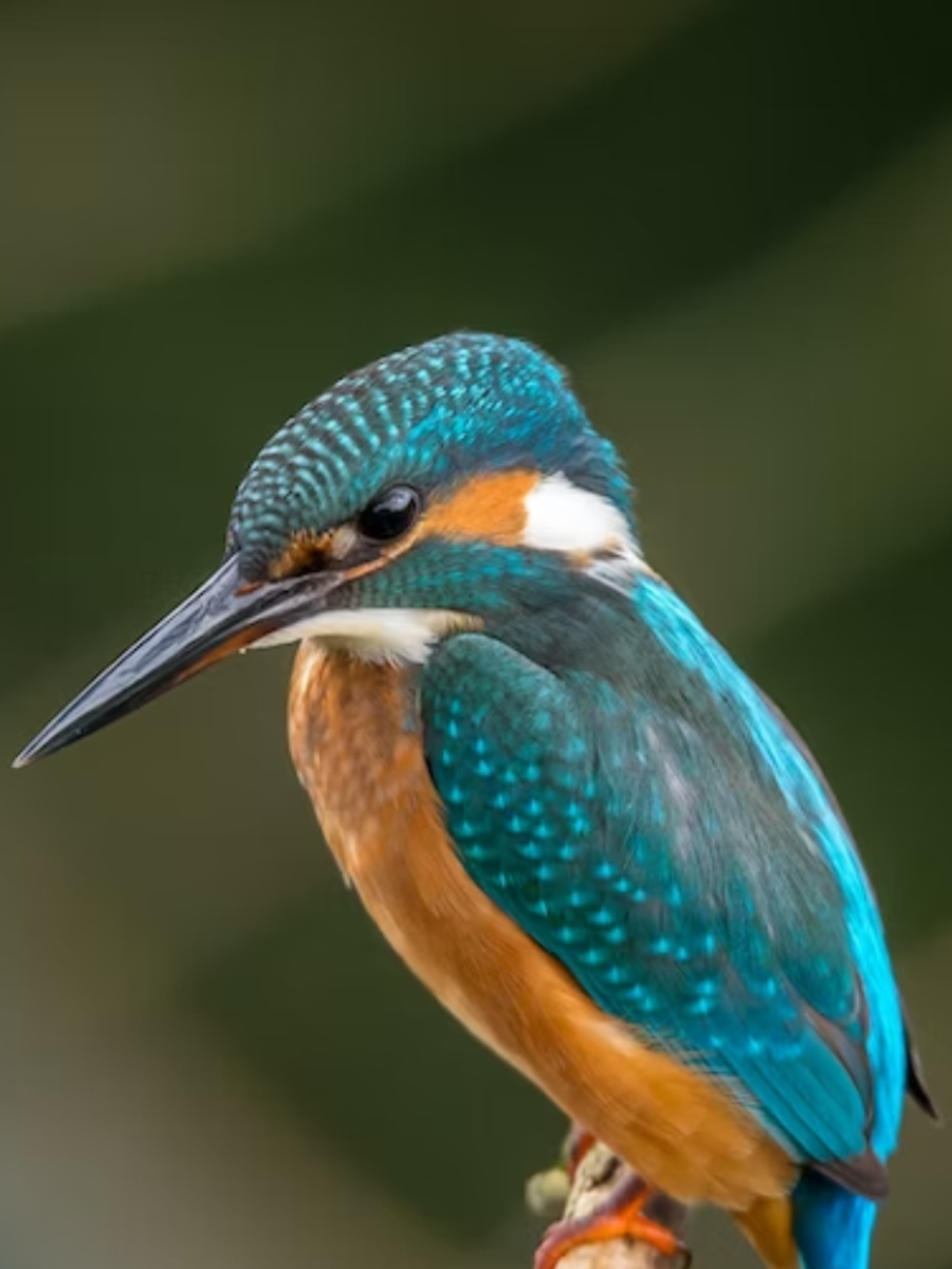 10 Most expensive birds in the world | Times Now