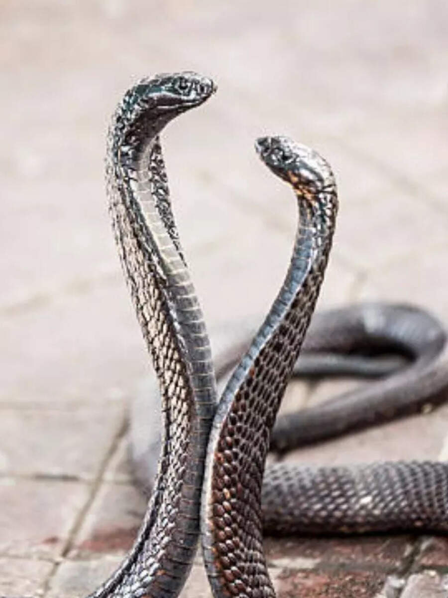 What Is Differences Between Naag And Saanp Naag Aur Saanp Me Kya Antar ...