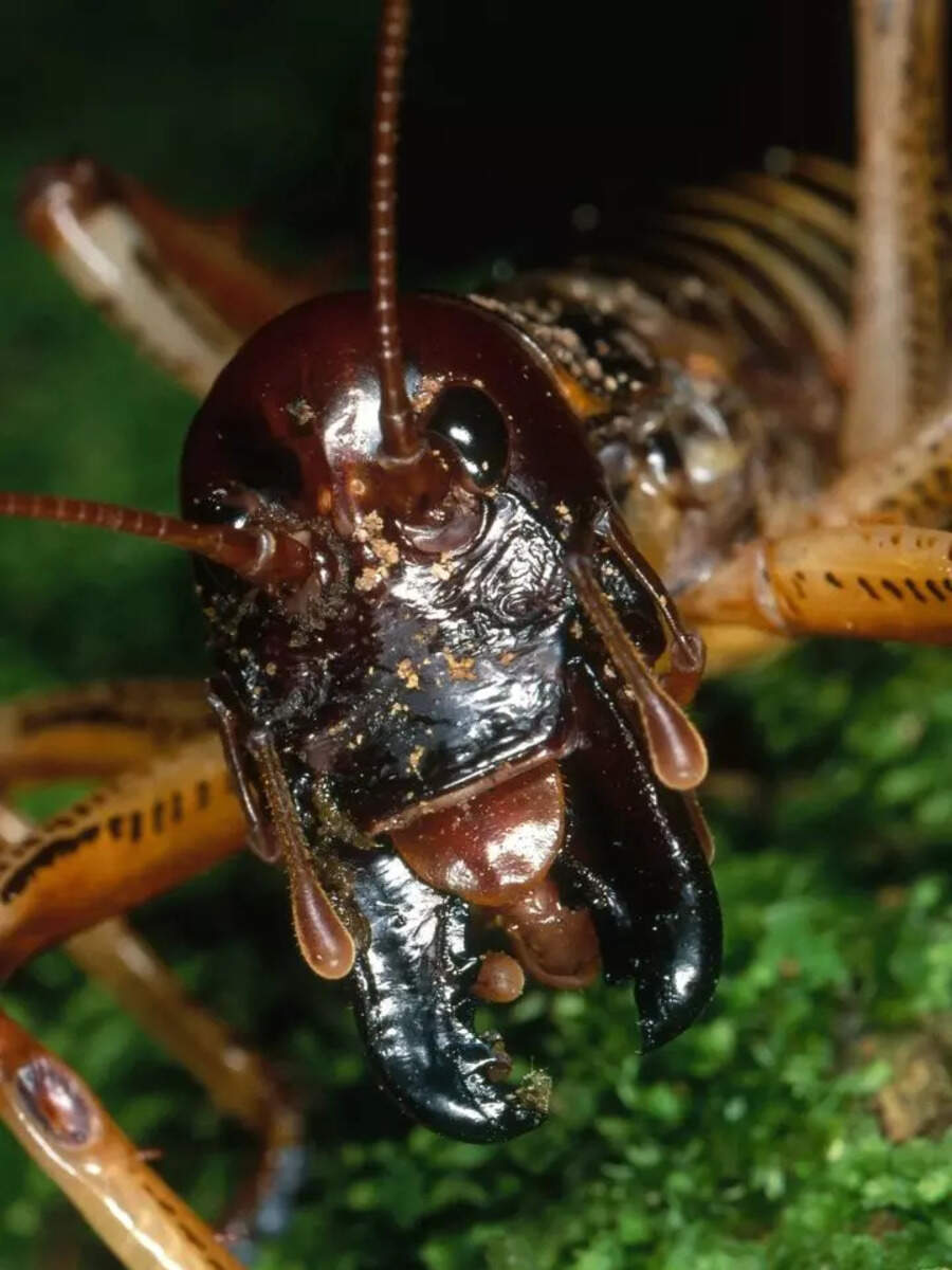 Interesting Facts About Gaint Weta Insect Know Size And Weight | Times ...