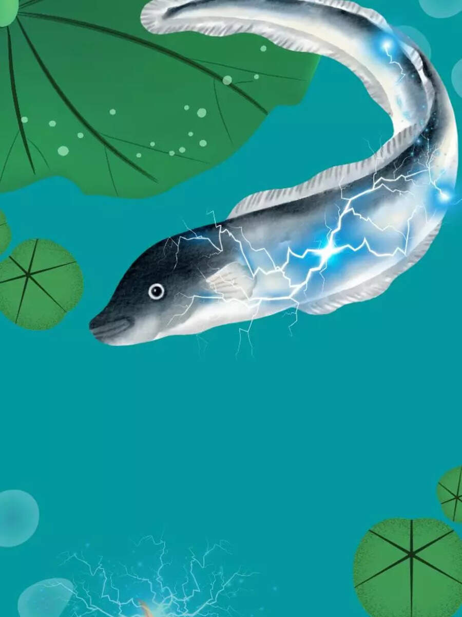 HOW Do ELECTRIC EEL GENERATE ELECTRIC CURRENT | Times Now Navbharat
