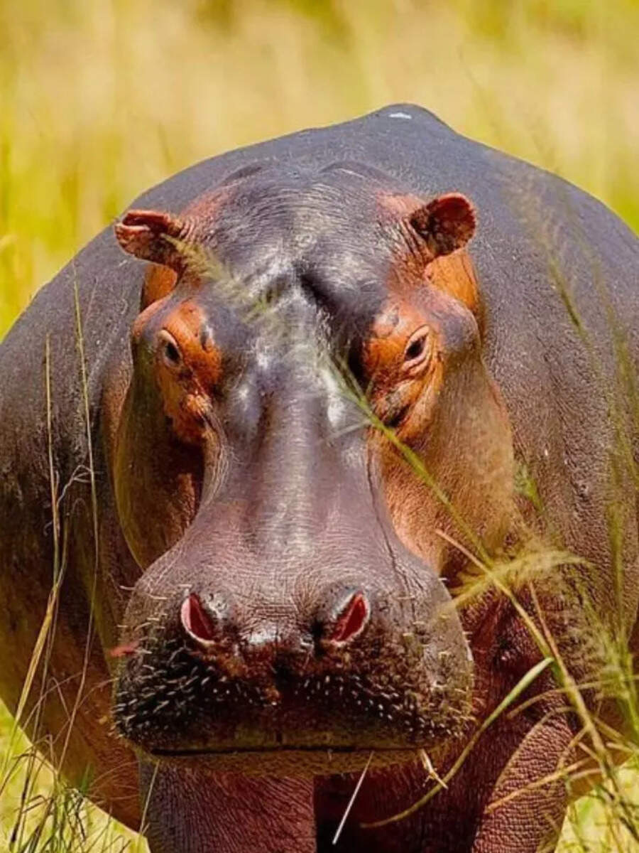 5 Incredible Hippopotamus Facts That Will Shock You | Times Now