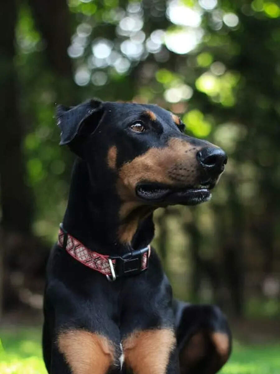 5 Creepy Facts About Dogs | Times Now