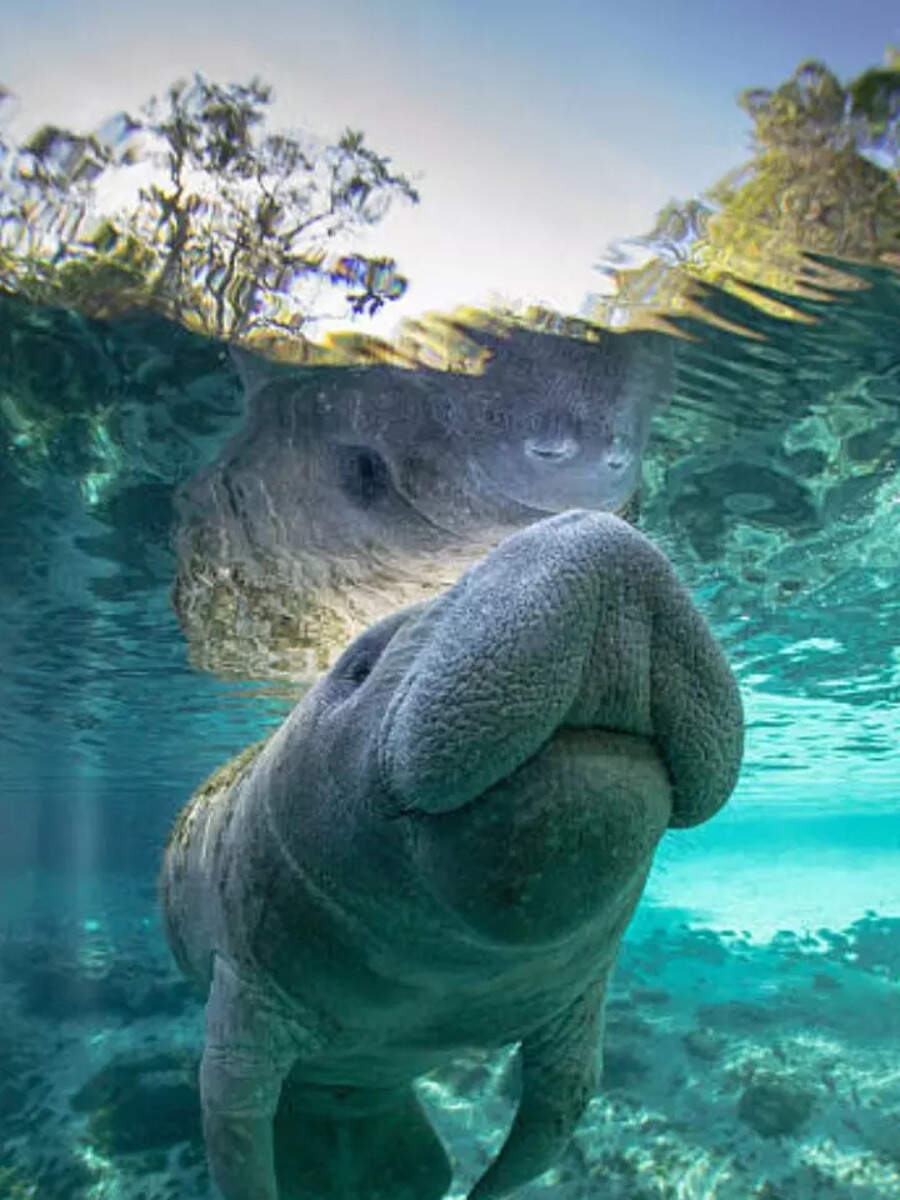 Which Animal Is Called Sea Cow Interesting Facts About Manatees | Times ...