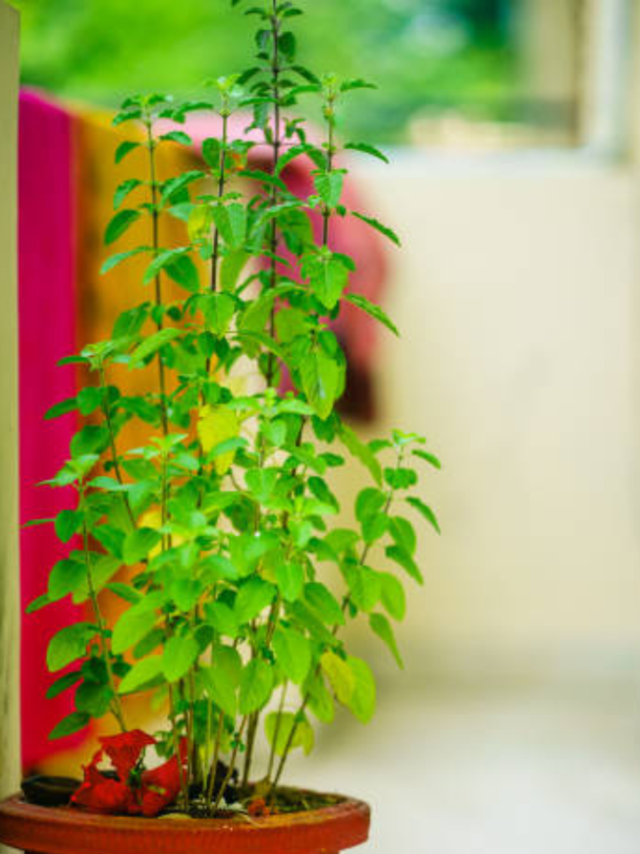 Gardening Tips: या 5 झाडांमुळे घरात येणार नाही डास - 5 mosquito ...