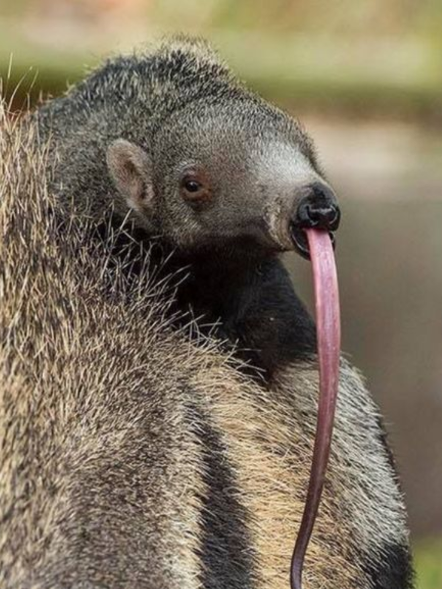 7Animals With Incredibly Long Tongues | Times Now