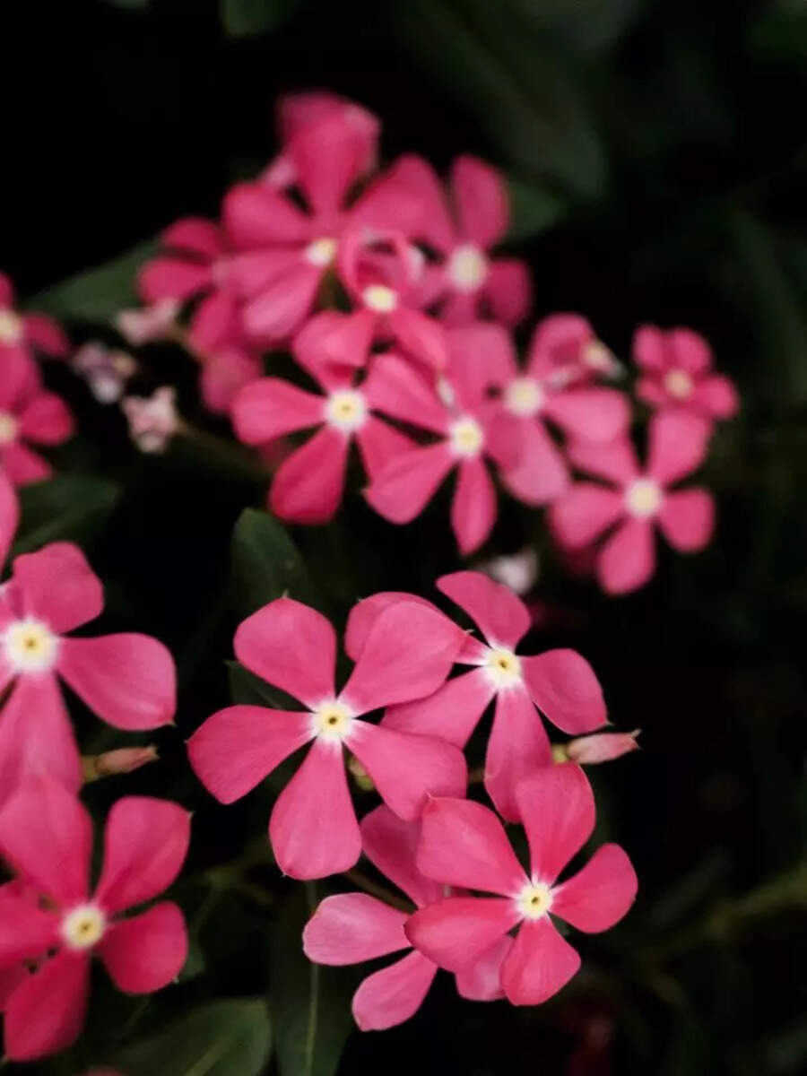 Sadabahar Plant Can Reduce Blood Sugar How To Use Madagascar Periwinkle ...