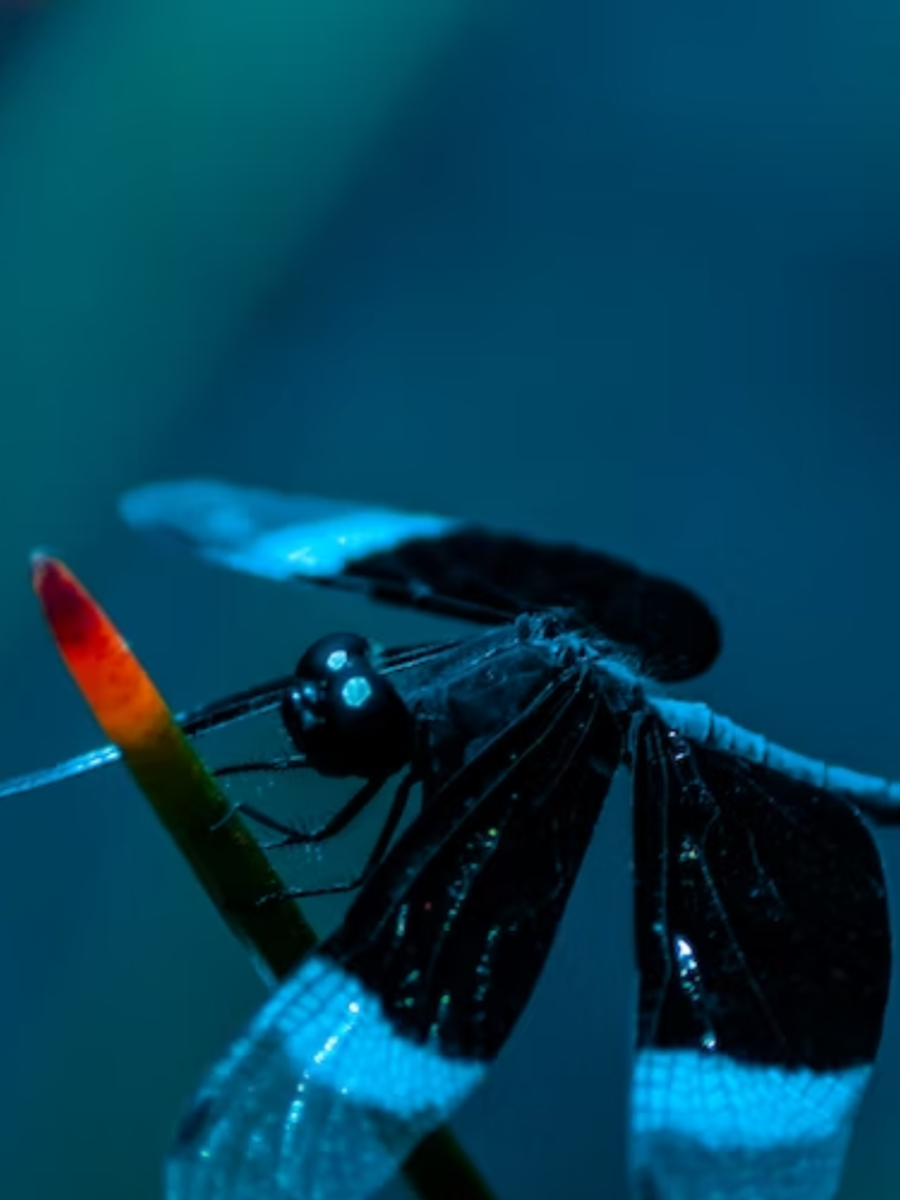 These 10 Animals Have The Shortest Lifespan On Earth | Times Now