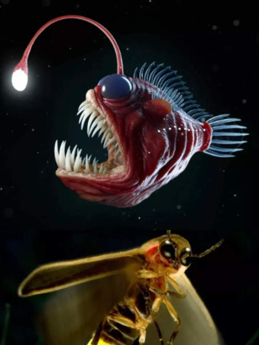 इन जानवरों के पास है खुद की लाइट, देखकर चौंक ना जाओ तो कहना Five ...