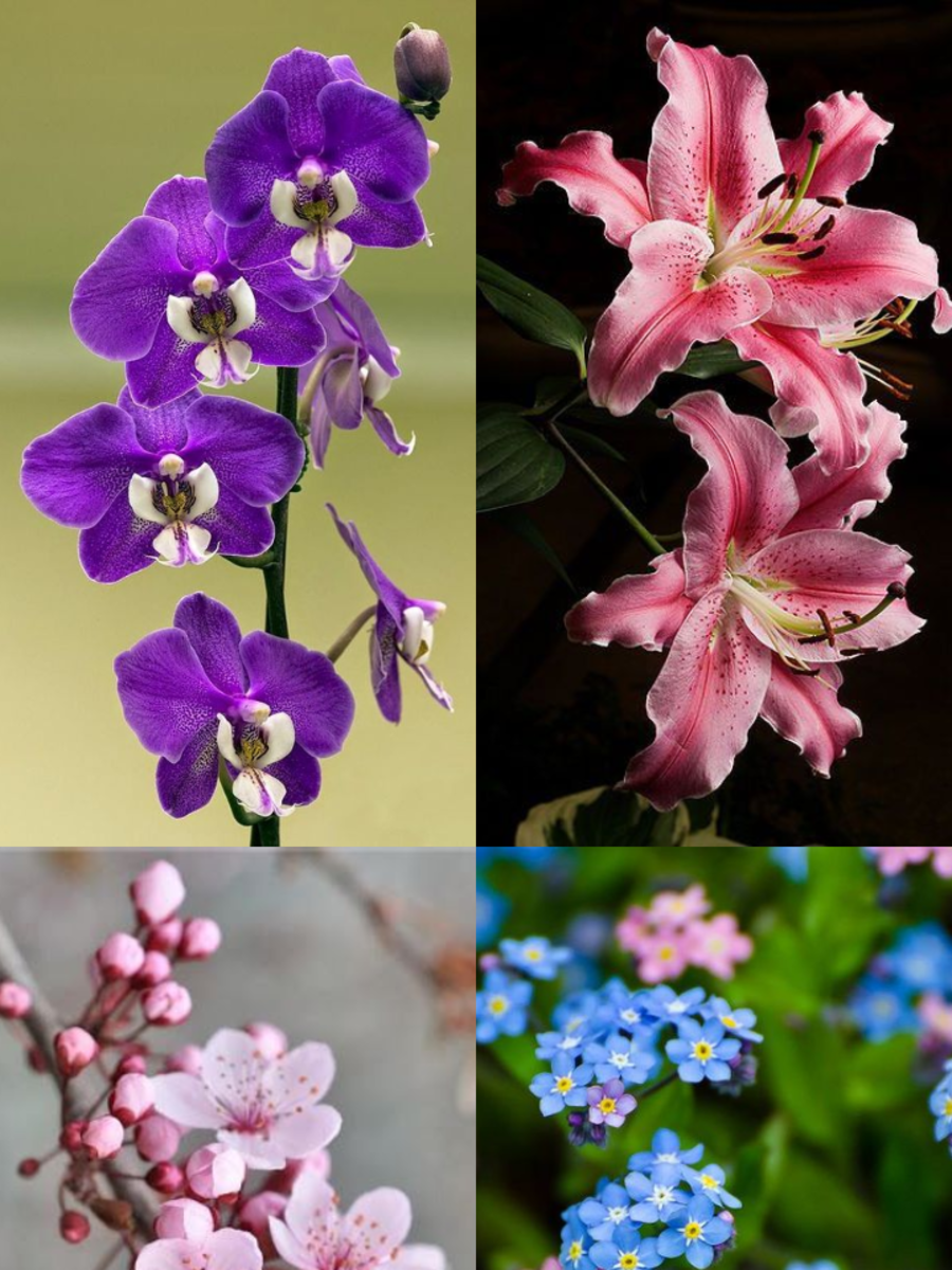 10 Flowers That Represent Love | Times Now