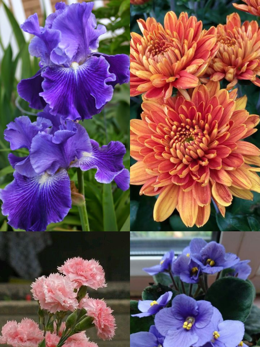 Flowers That Represent Loyalty | Times Now