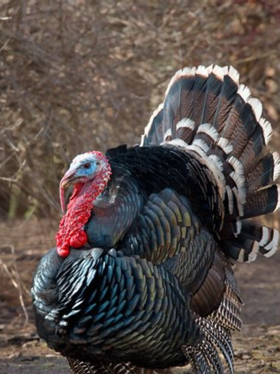 Komodo Dragon ToCockroaches:10 Animals That Can Reproduce Without ...