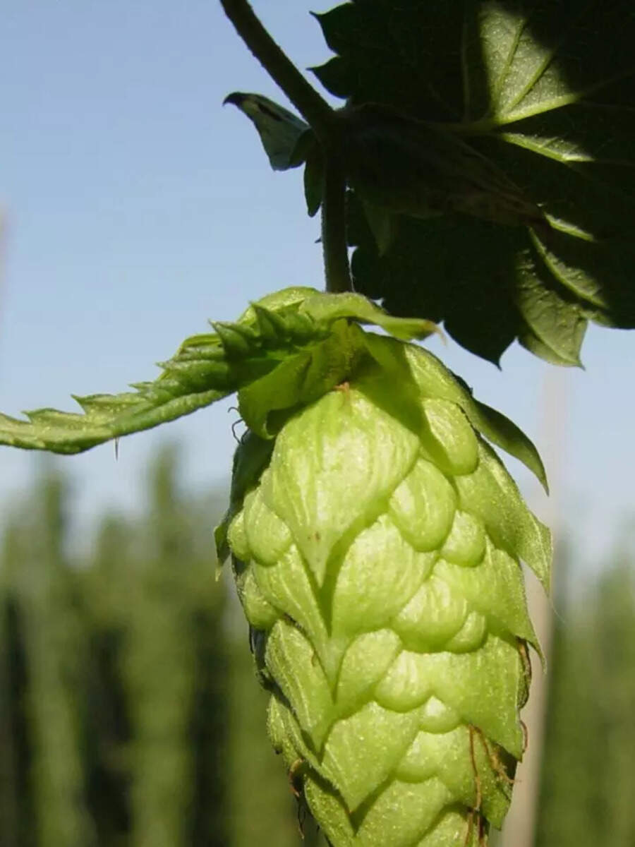 Most expensive vegetable in the world | Times Now