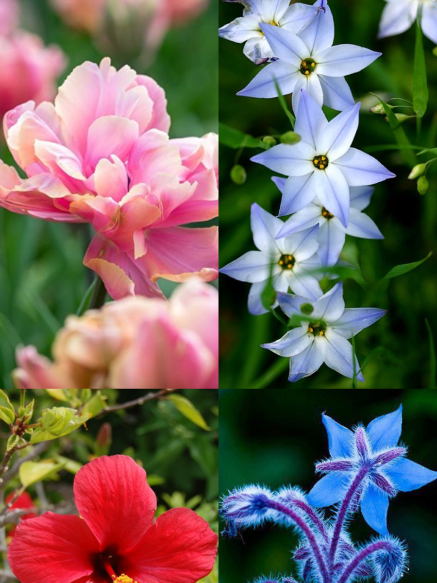 10 Flowers That Represent Stars | Times Now