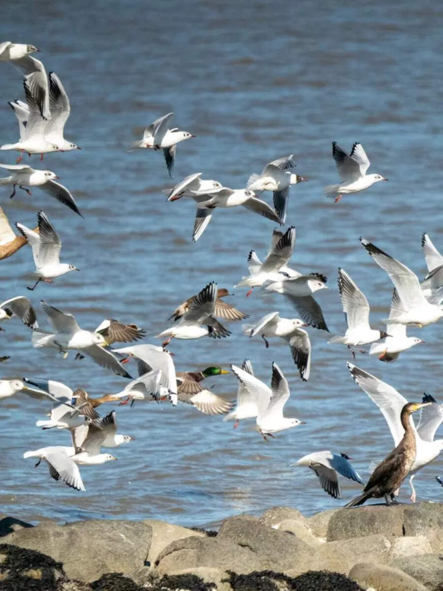 This Mysterious Place Known As Suicide Point of Bird Know Name and ...