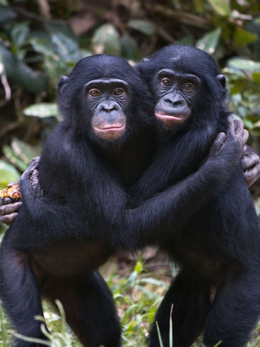 7 Most Friendly Animals You Will Find In The Wild | Times Now