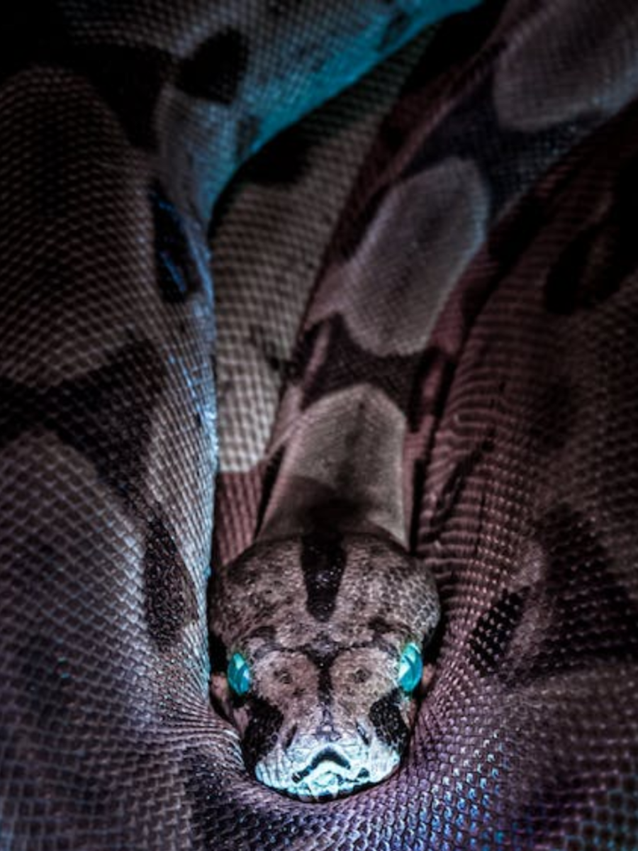 4 Deadly Snakes That Went Extinct | Times Now