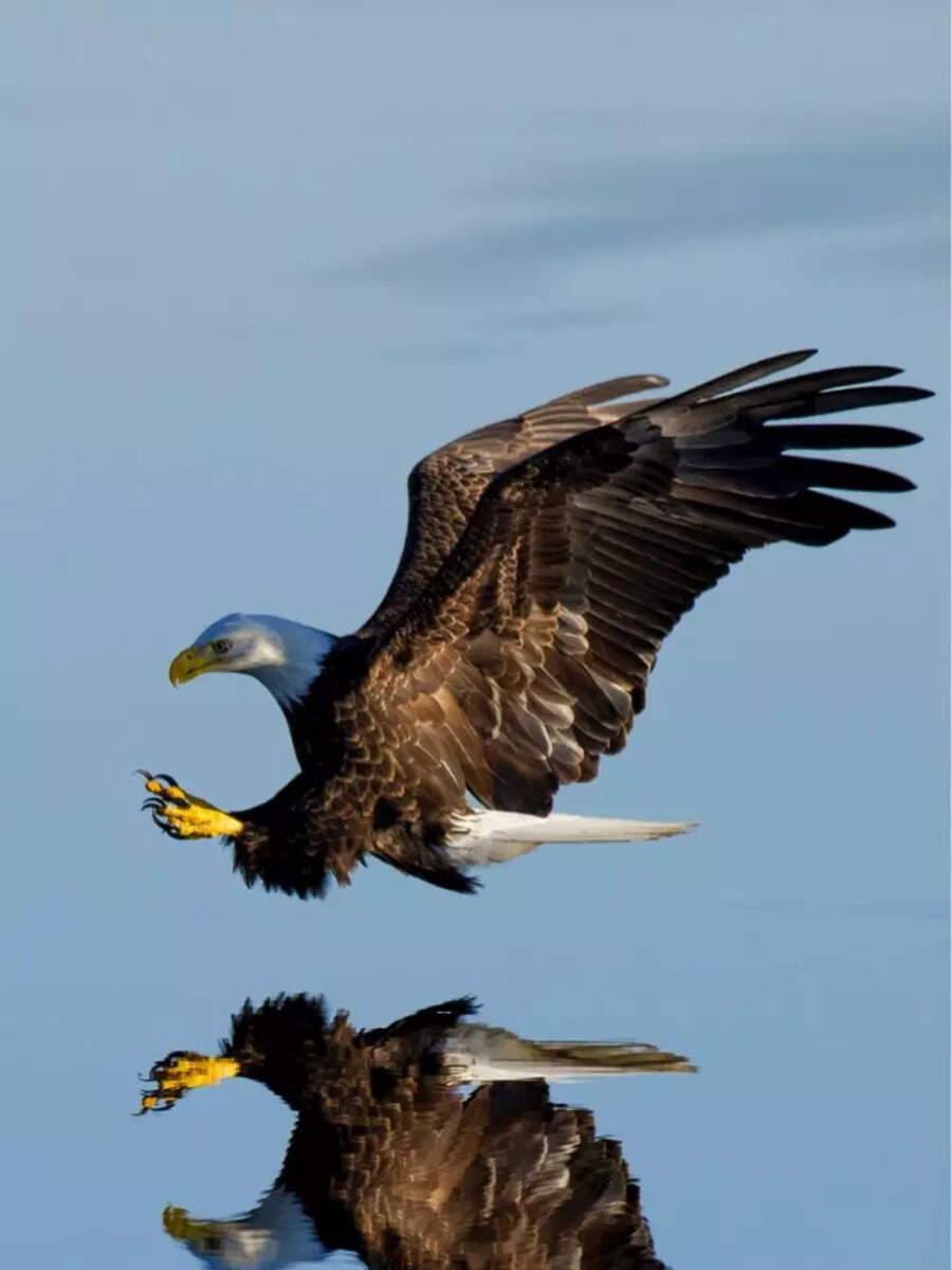 9 Animals That Can Fly But Aren't Birds | Times Now