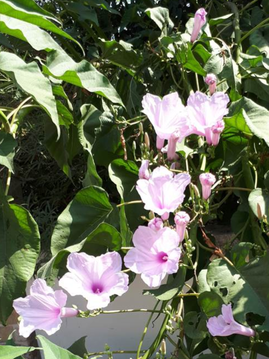 besharm paudha name funny story here is facts - 'बेशर्म पौधा' नाम से ...