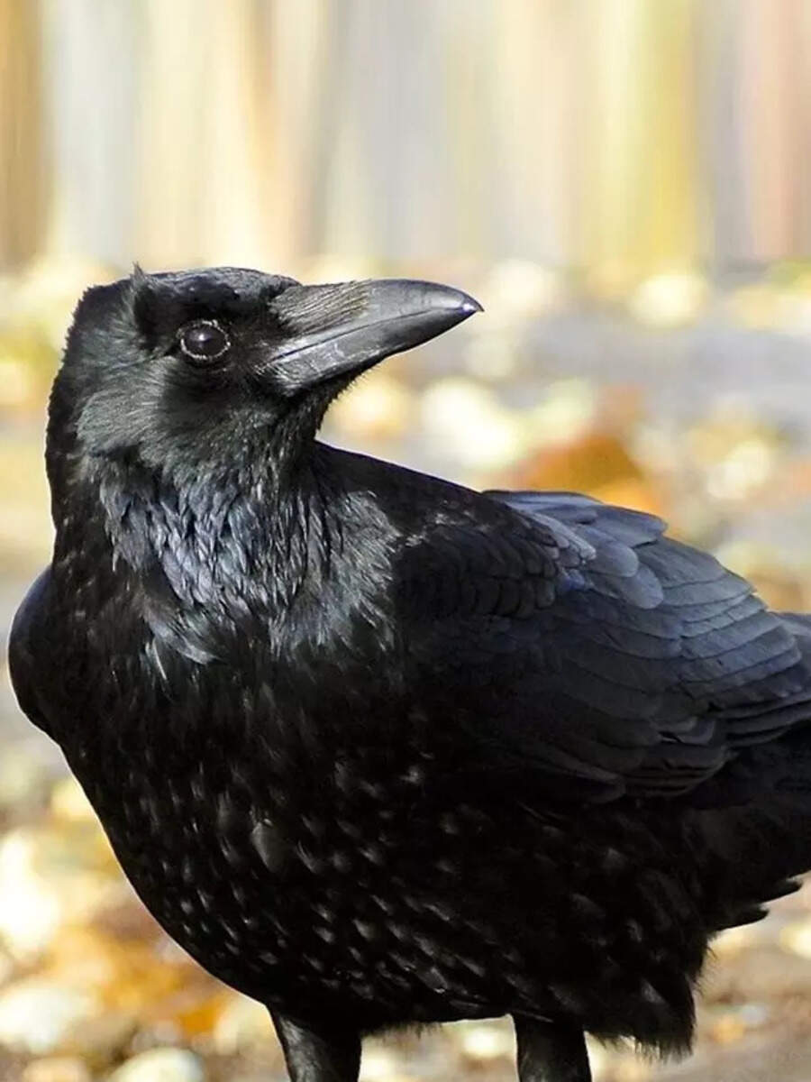 Crow Lifespan What is the life Cycle of Crow Here Find Answer कितनी ...