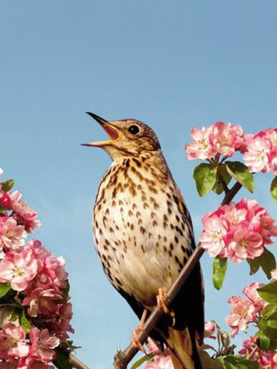 Nightingale ToAmerican Robin: Birds That Have Melodious Voice | Times Now