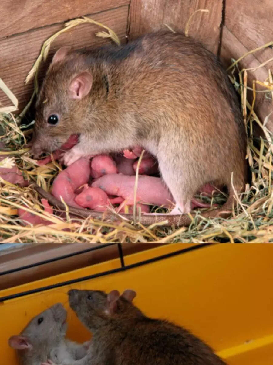 कितने दिन में जन्म लेता है चूहा, नहीं जानते होंगे जवाब What is the ...