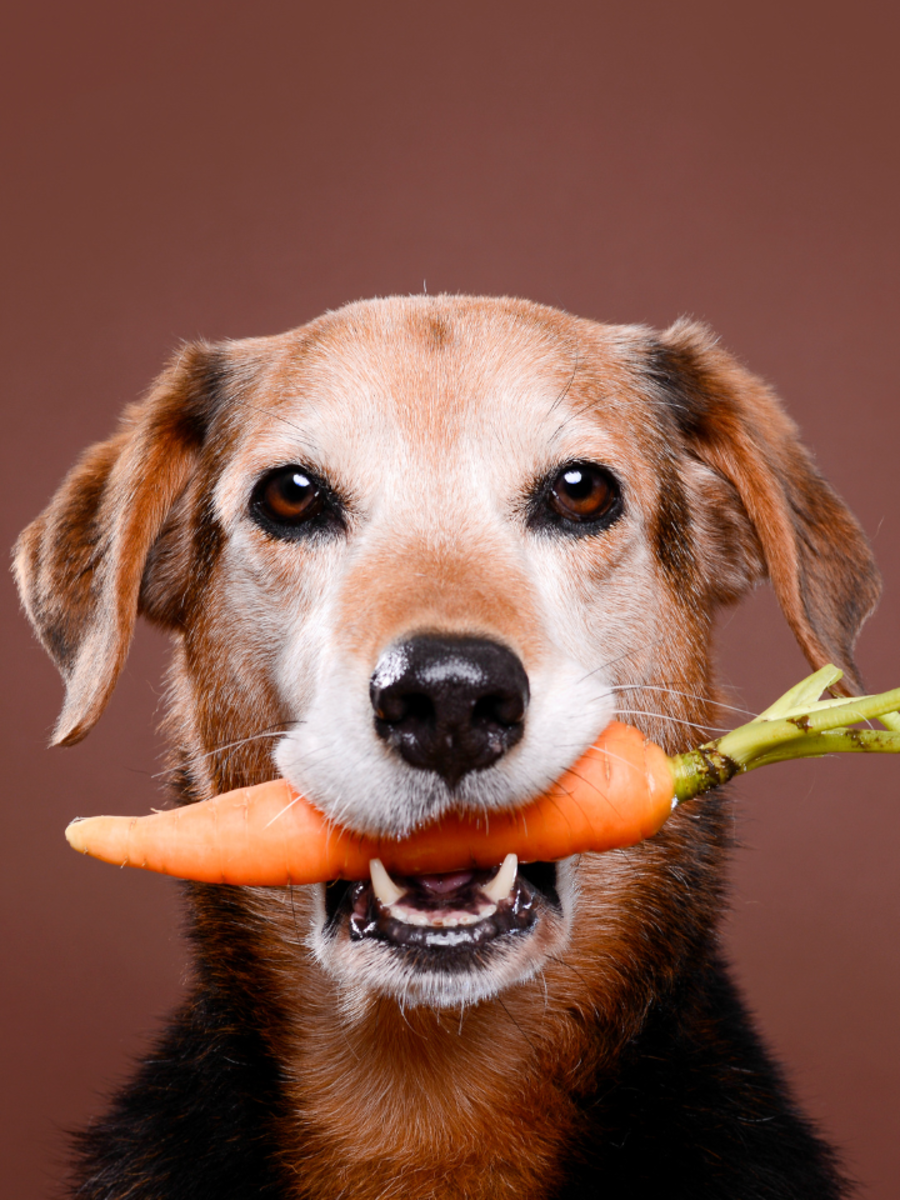 8 Expert-Approved Veg Foods For Dogs | Times Now