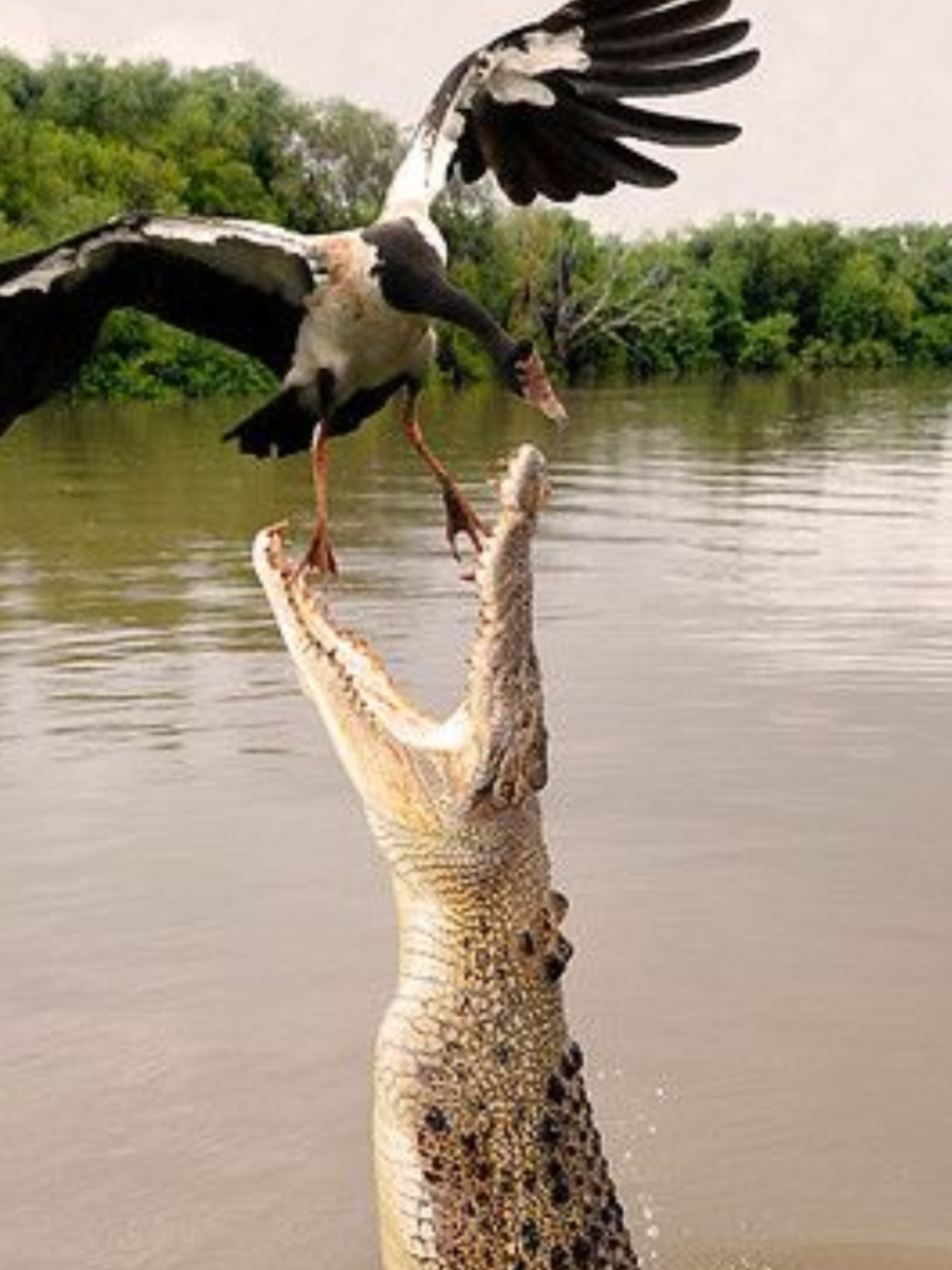 5 Heaviest Animals Across The Globe | Times Now