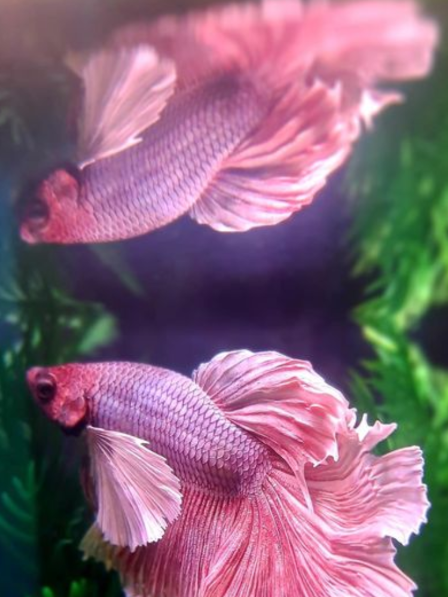 7 Of The Cutest Fish Species | Times Now