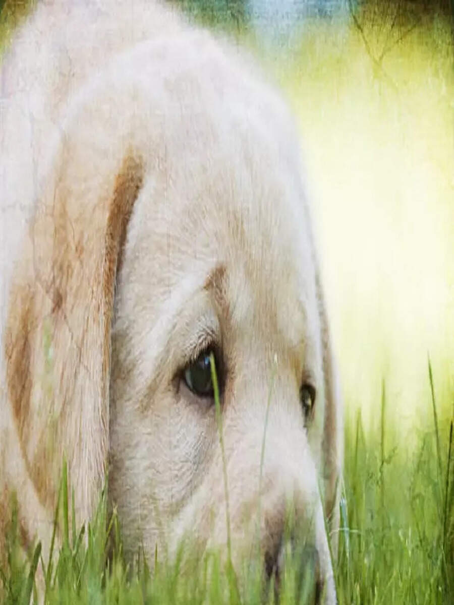 Know what it means to see dogs in your dreams | Times Now