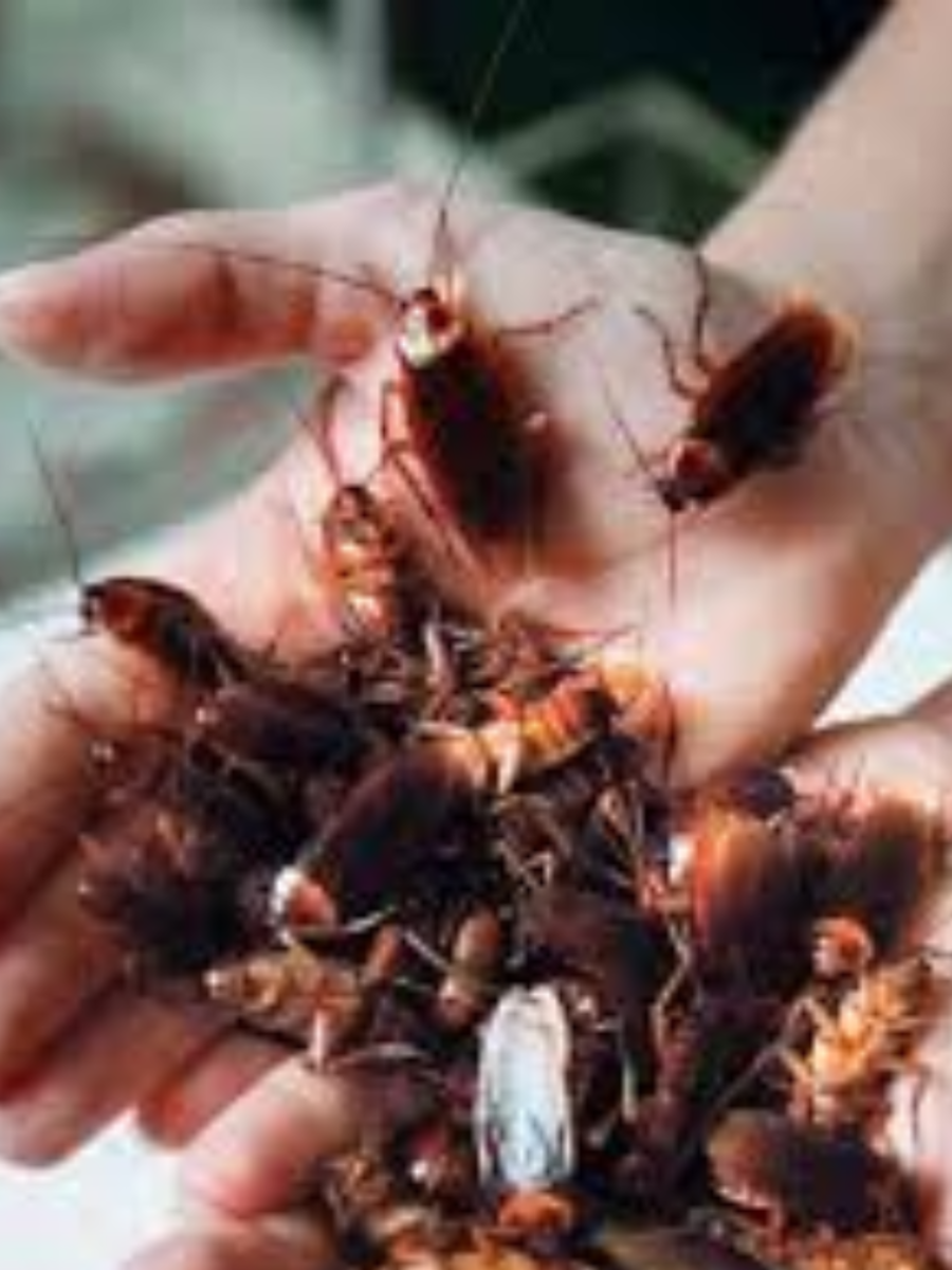5 Types Of Cockroaches | Times Now