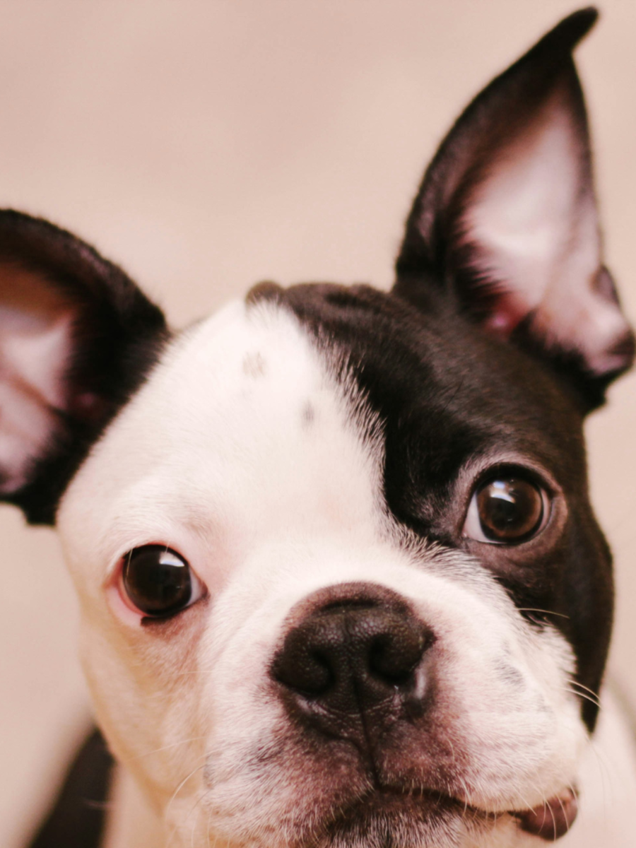 Expected Life Span: Small Dog Breeds vs Large | Times Now