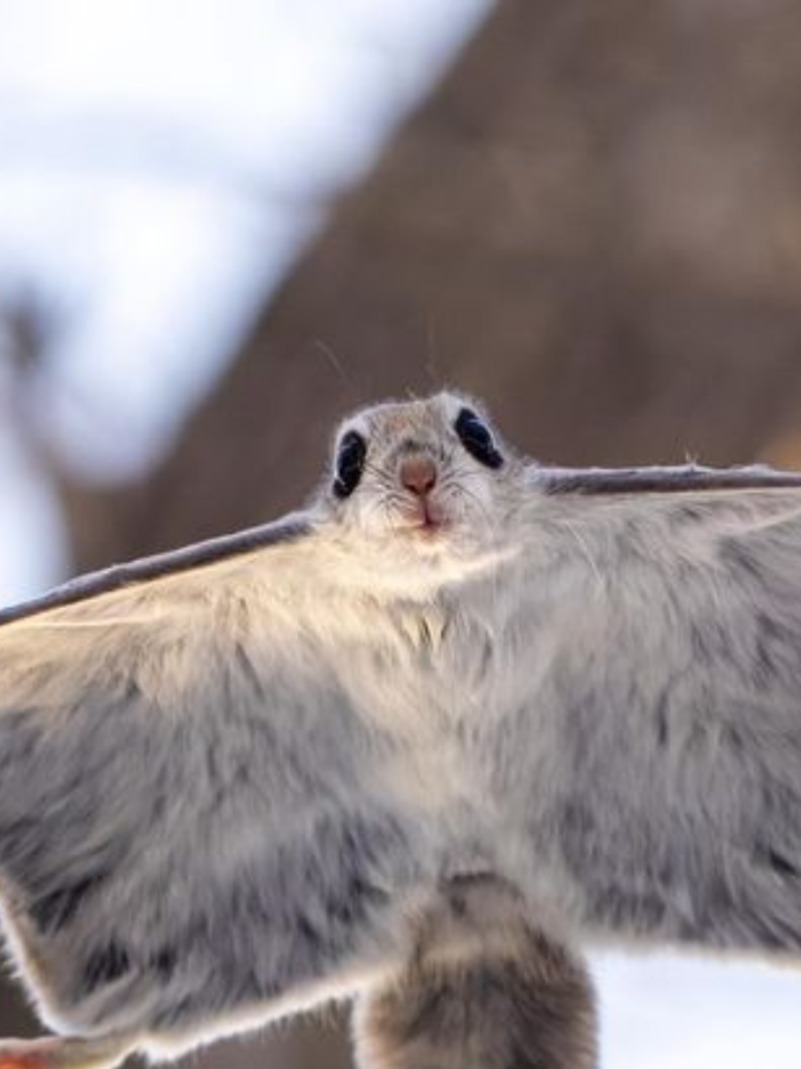 8 Animals That Can Swim, Fly, and Walk | Times Now