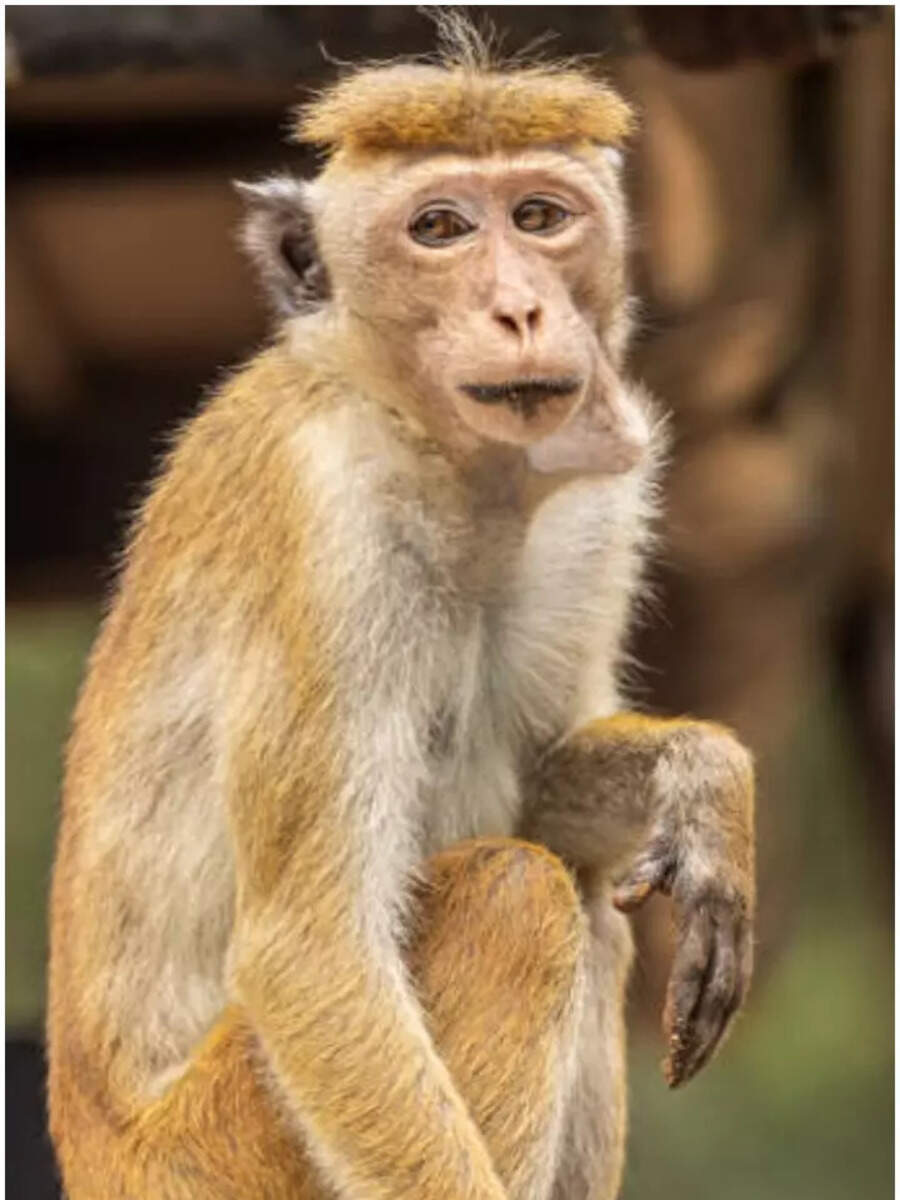 Monkey Island: Where is Monkey Island? Where monkeys were brought from ...