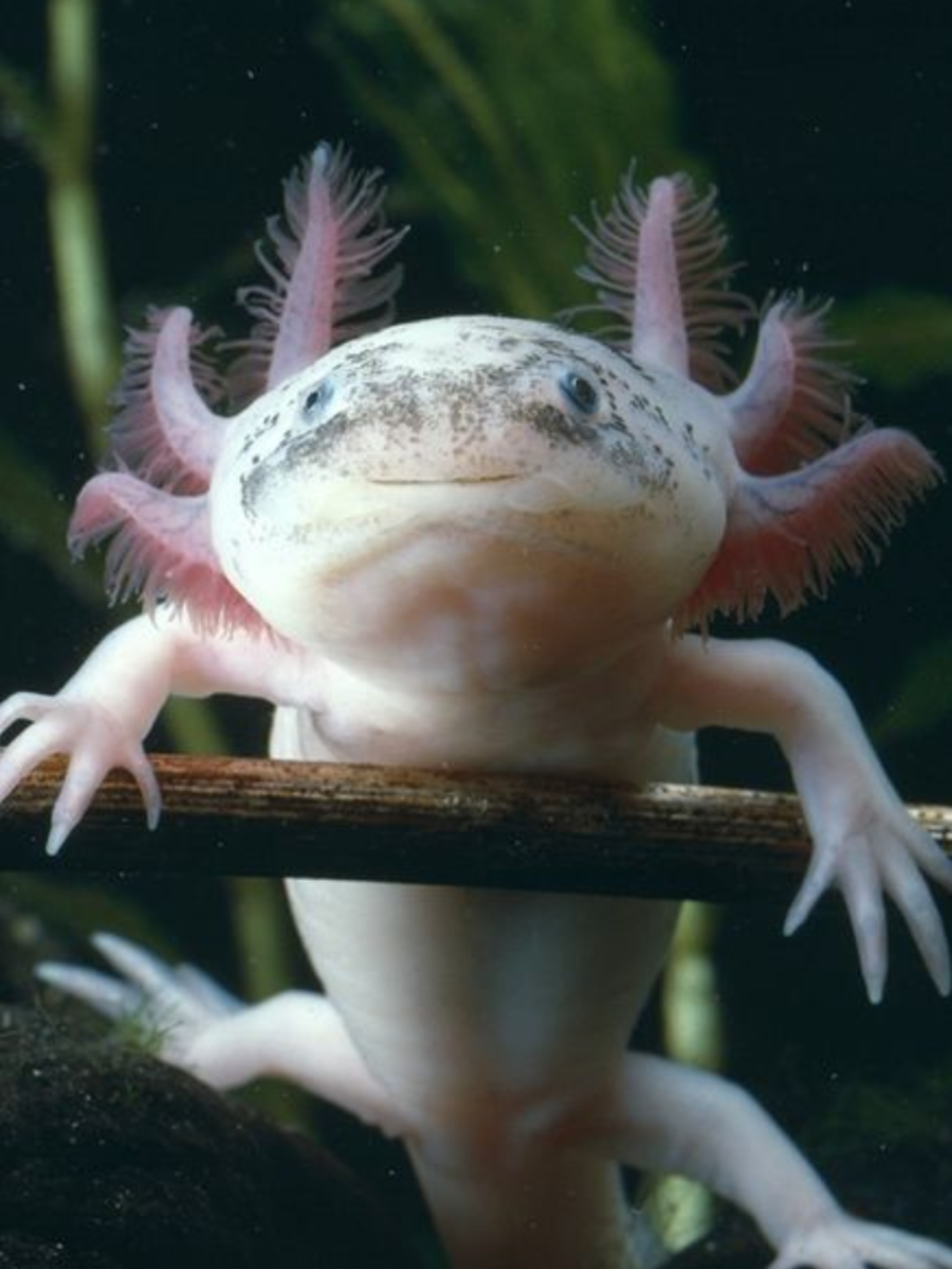 7 Unique Exotic Animals In The World | Times Now