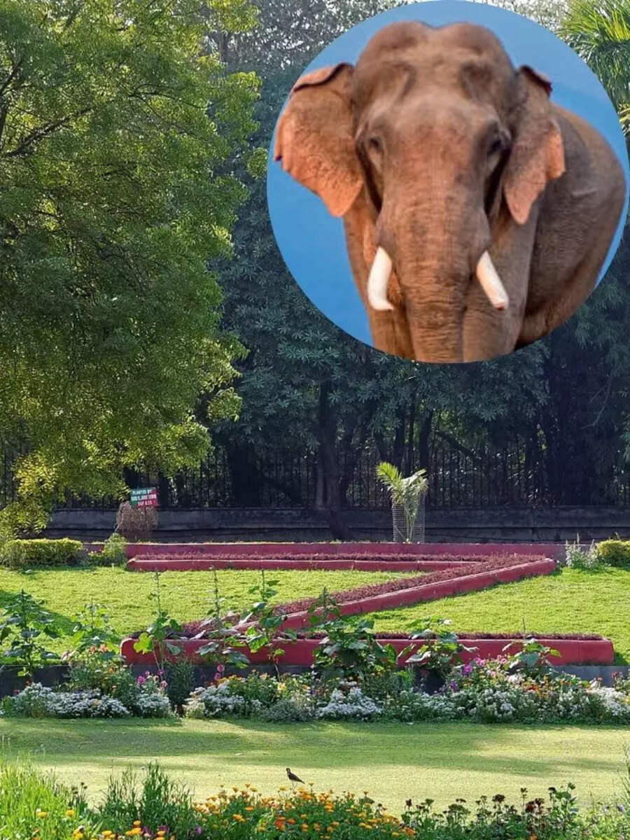 Delhi Elephant, Elephant female companion African , Elephant in ...