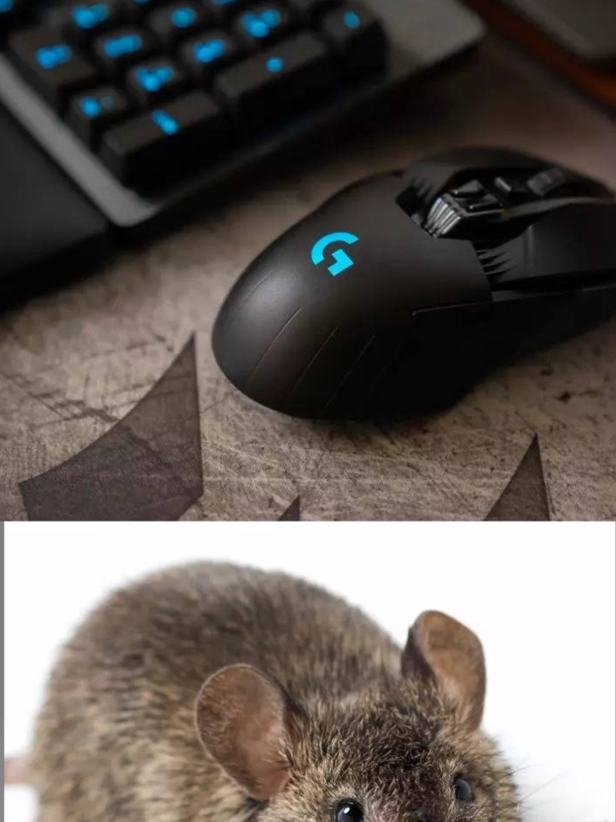 why is a computer mouse called a mouse marathi information ...