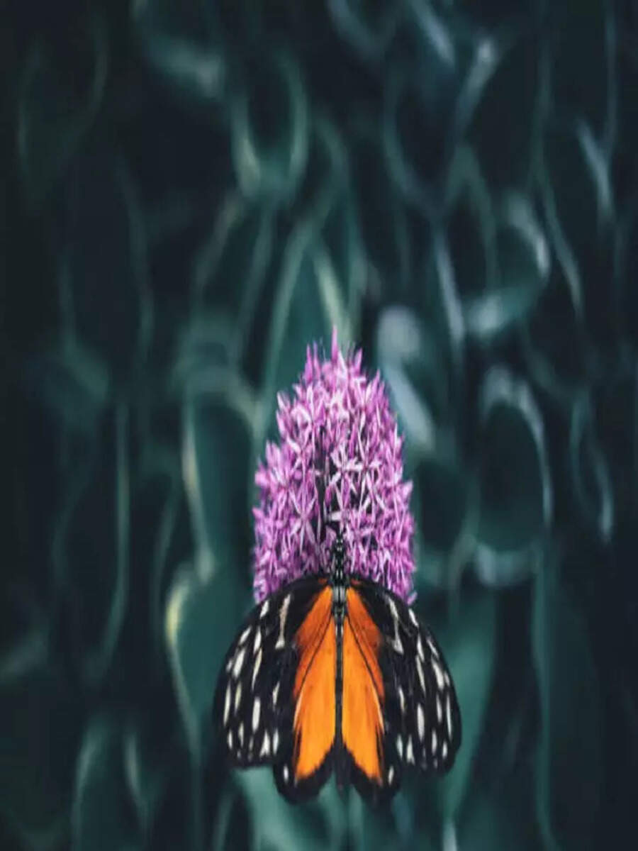 What Does it Means to See Butterflies in Your Dreams? | Times Now