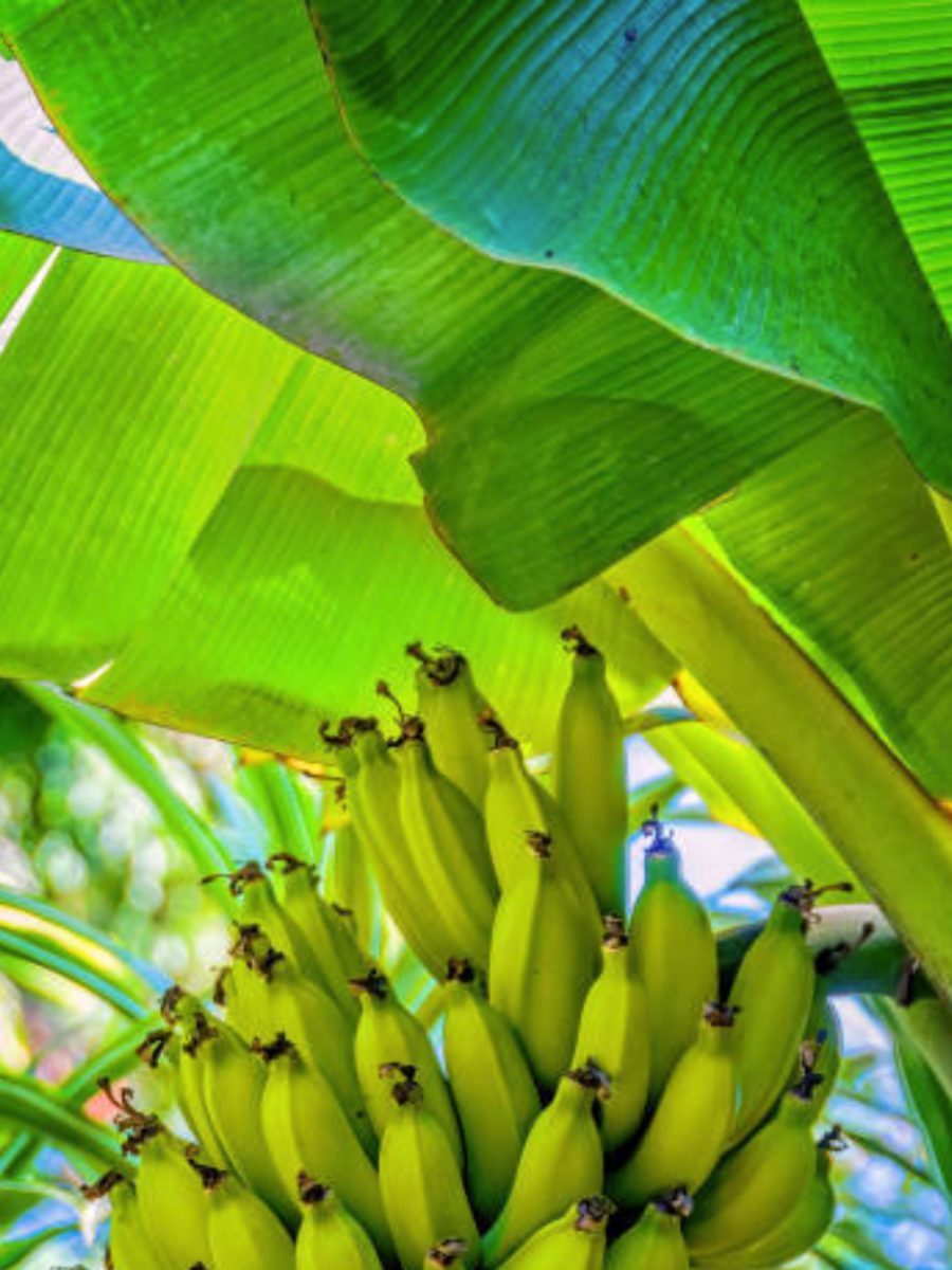 Andhra Pradesh is Banana heaven State : Andhra Pradesh Highest banana ...