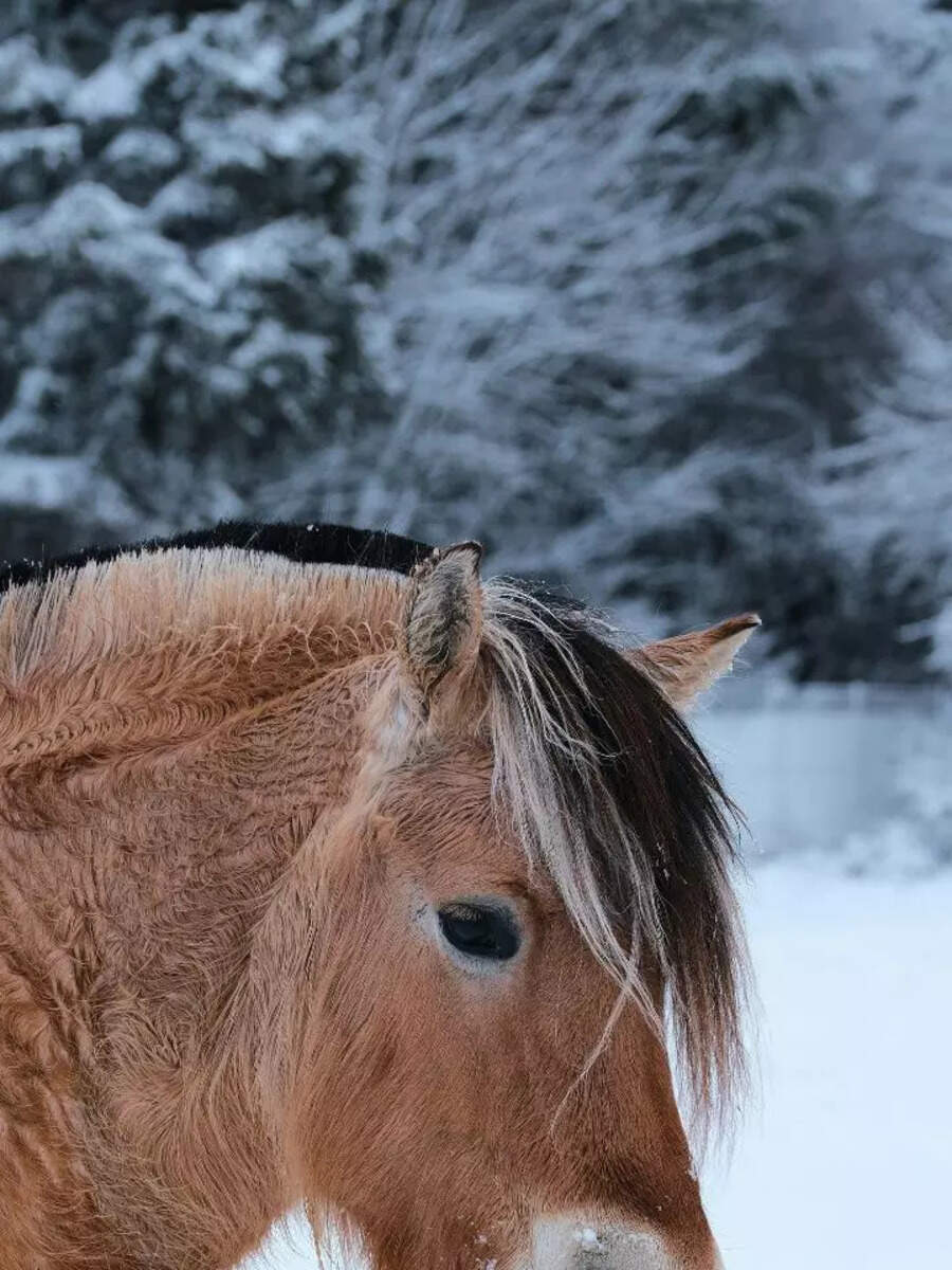8 Animals That Can Survive in Freezing Temperatures: upis beetles ...