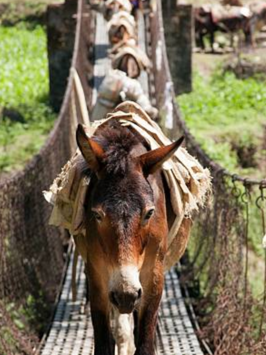 What is sanskrit name of donkey know here - गधे को संस्‍कृत में क्‍या ...