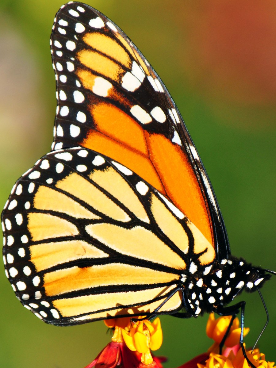 10 Largest Butterflies In The World | Times Now