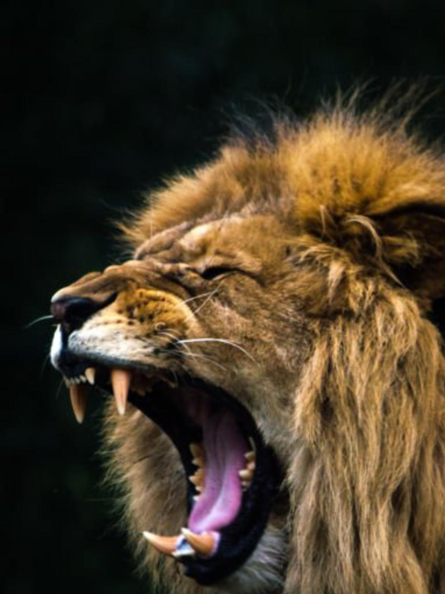 10 Apex Predators You Don't Want to Encounter | Times Now