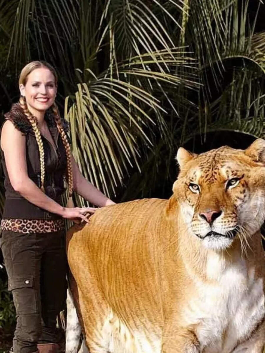 Liger to Beefalo: 5 Hybrid Animals That Humans Brought Into Existence ...